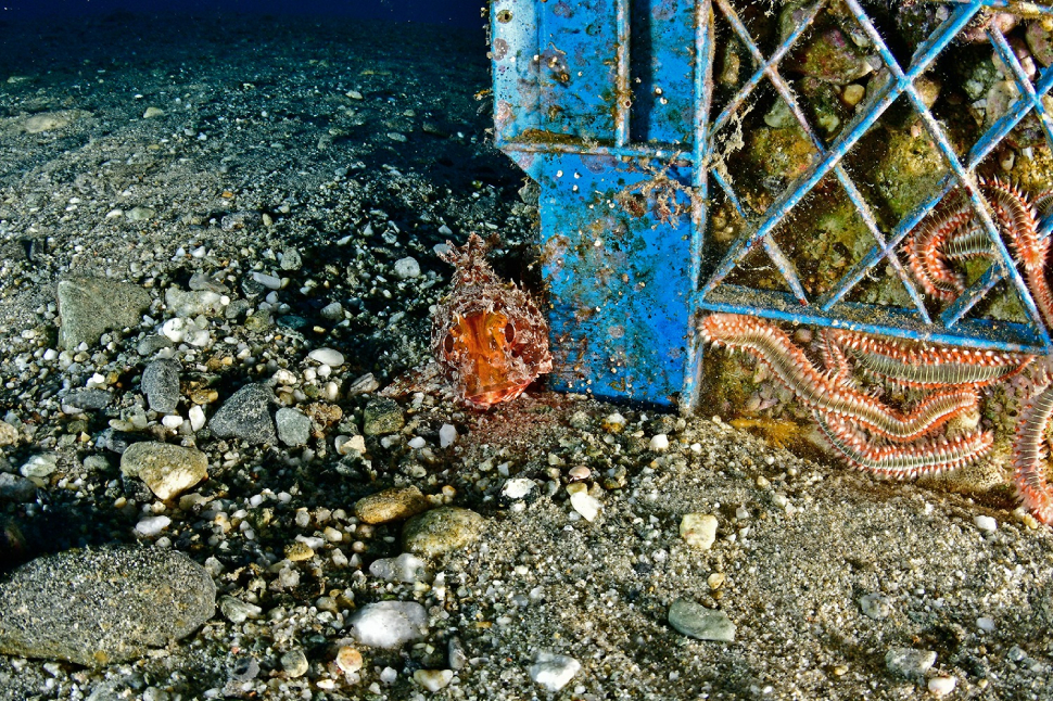 Vermocane in Calabria, rischia di infestare i nostri mari: ecco 4 cose ...